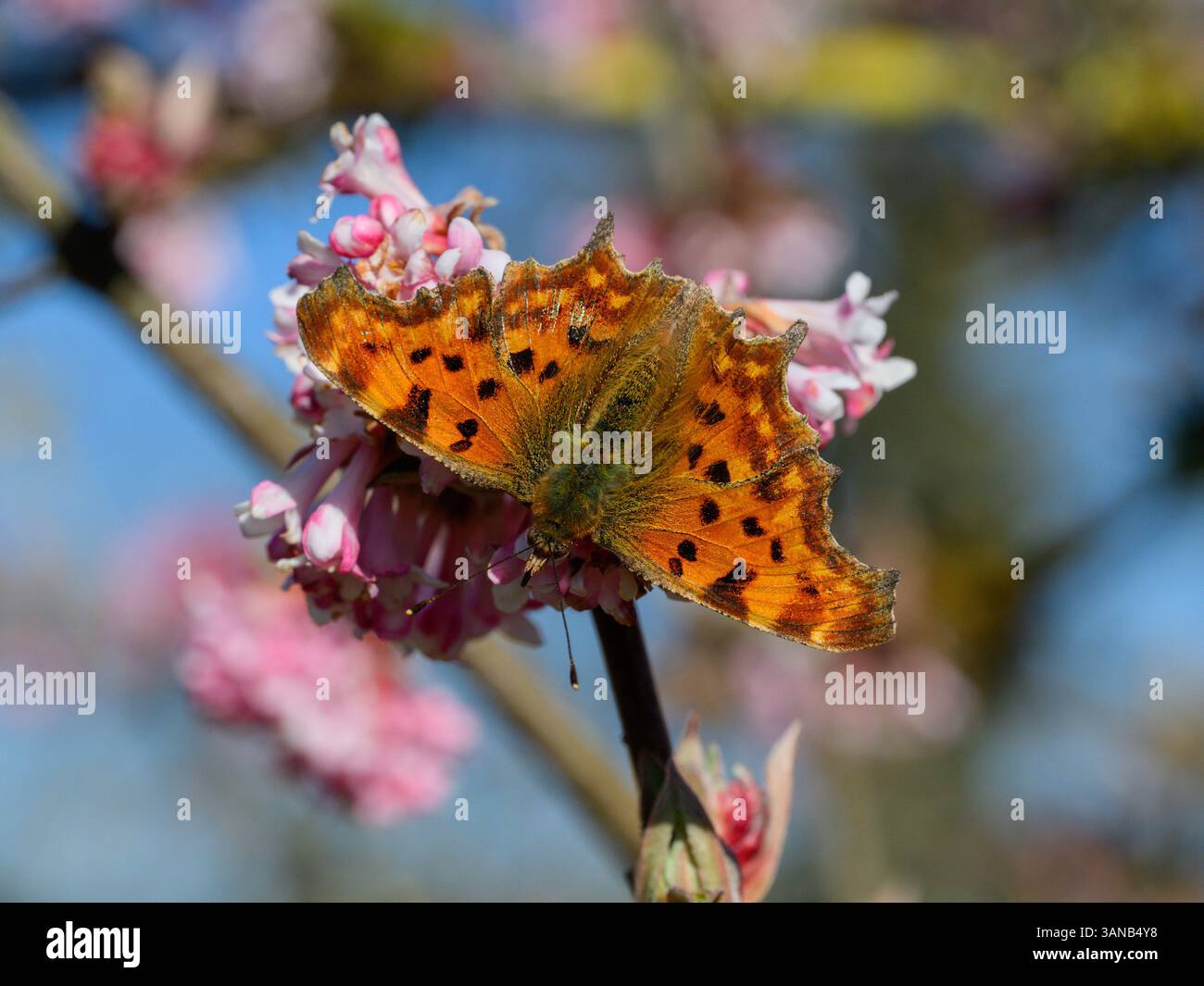 Comma butterfly on winter snowball, Butterfly on winter snowball ...
