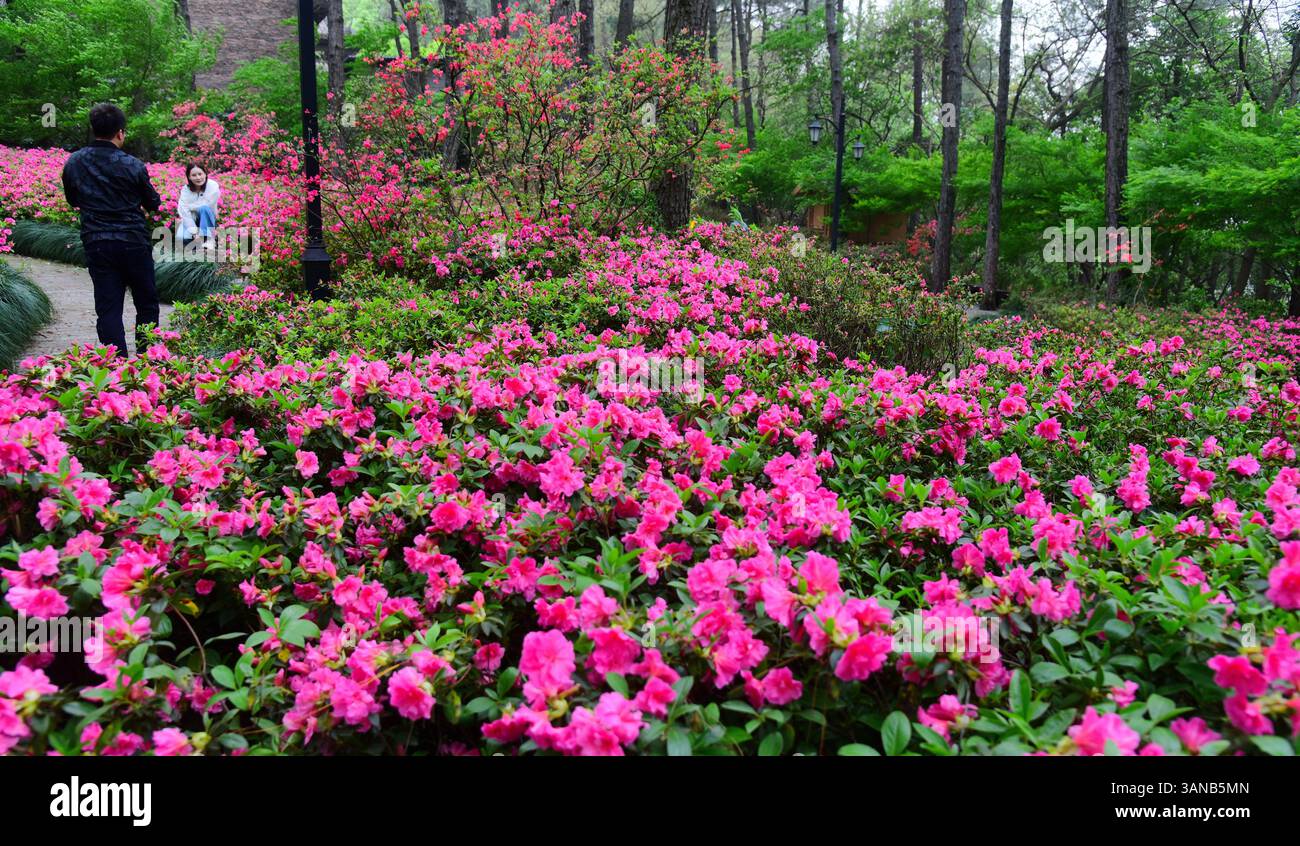 Azalea flowers bloom in Hangzhou City, east China's Zhejiang Province ...