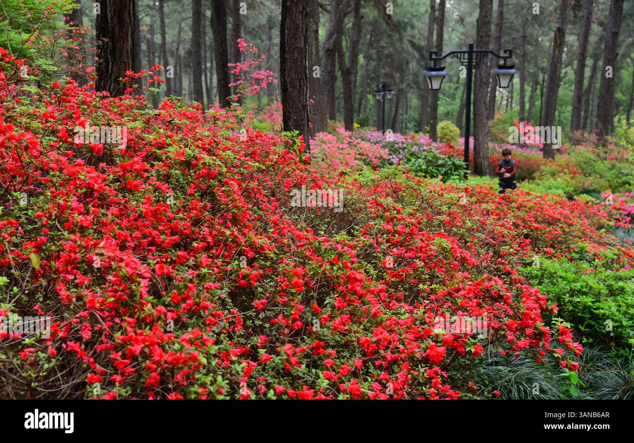 Azalea flowers bloom in Hangzhou City, east China's Zhejiang Province ...