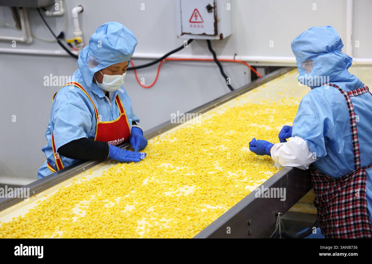 BINZHOU, CHINA - APRIL 14, 2025 - Workers produce corn products for ...