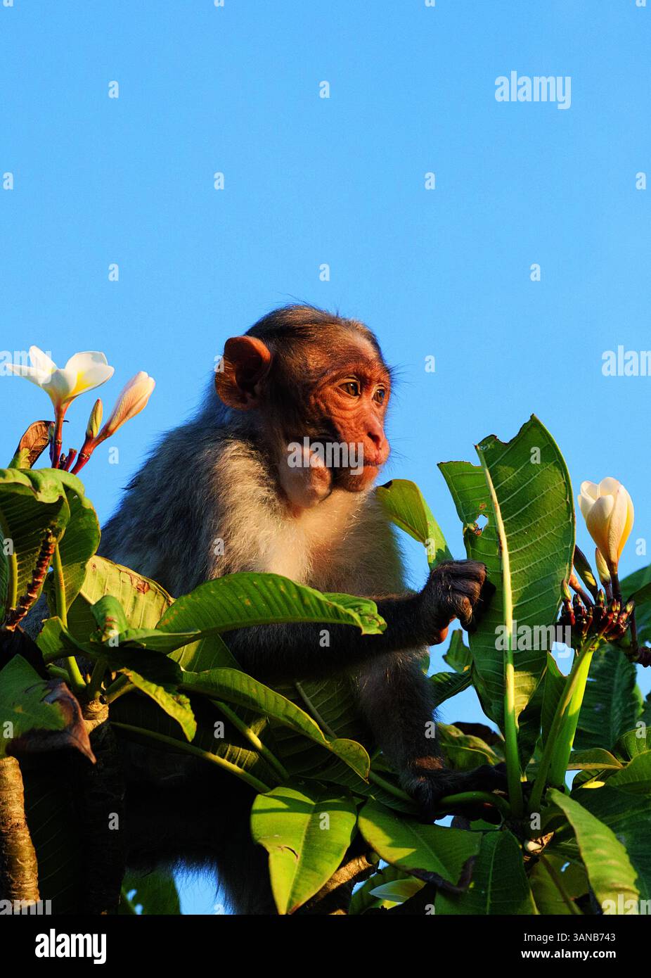Monkey at the Yantrodharaka Hanuman Temple by Hampi in India Stock ...