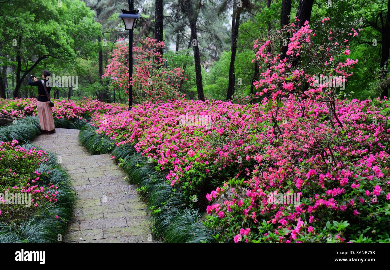 Azalea flowers bloom in Hangzhou City, east China's Zhejiang Province ...