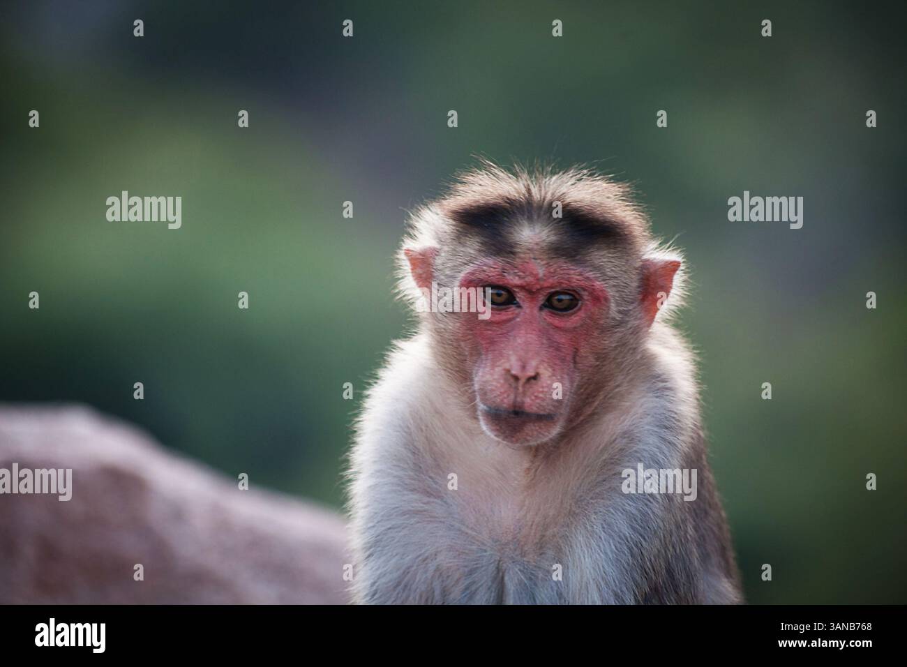 A Bonnet Macaque monkey at the old ruins in Hampi India Stock Photo - Alamy