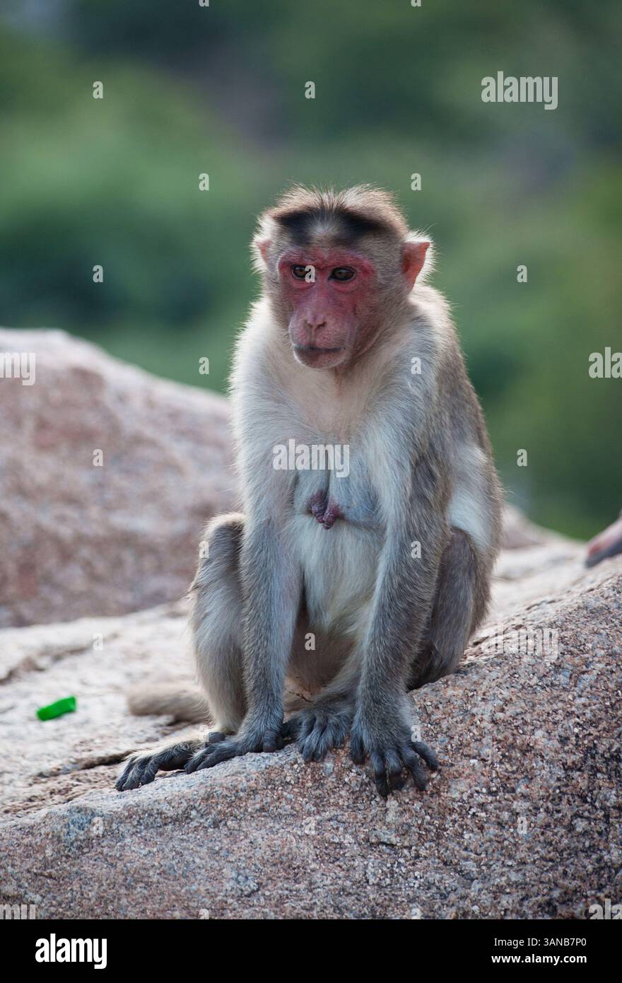 A Bonnet Macaque monkey at the old ruins in Hampi India Stock Photo - Alamy