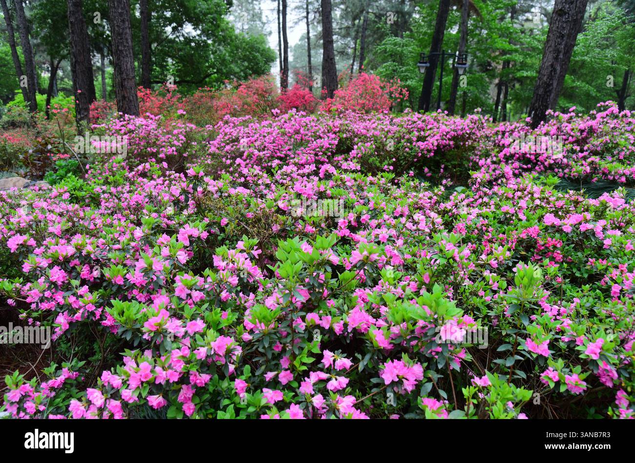 Azalea flowers bloom in Hangzhou City, east China's Zhejiang Province ...