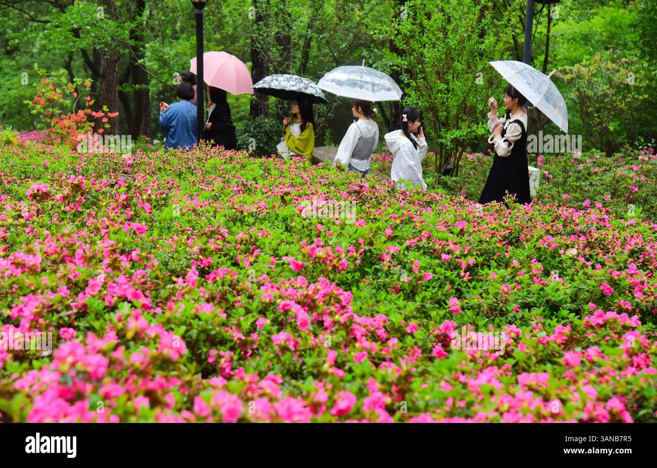 Azalea flowers bloom in Hangzhou City, east China's Zhejiang Province ...