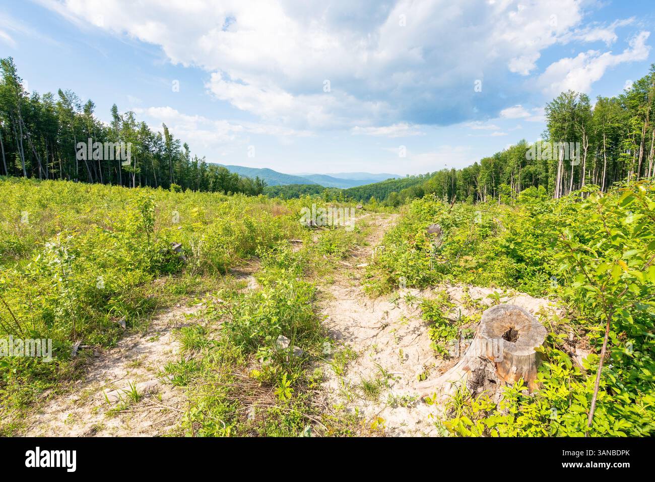 deforestation beech forest in carpathian mountains ecosystem. sunny day ...