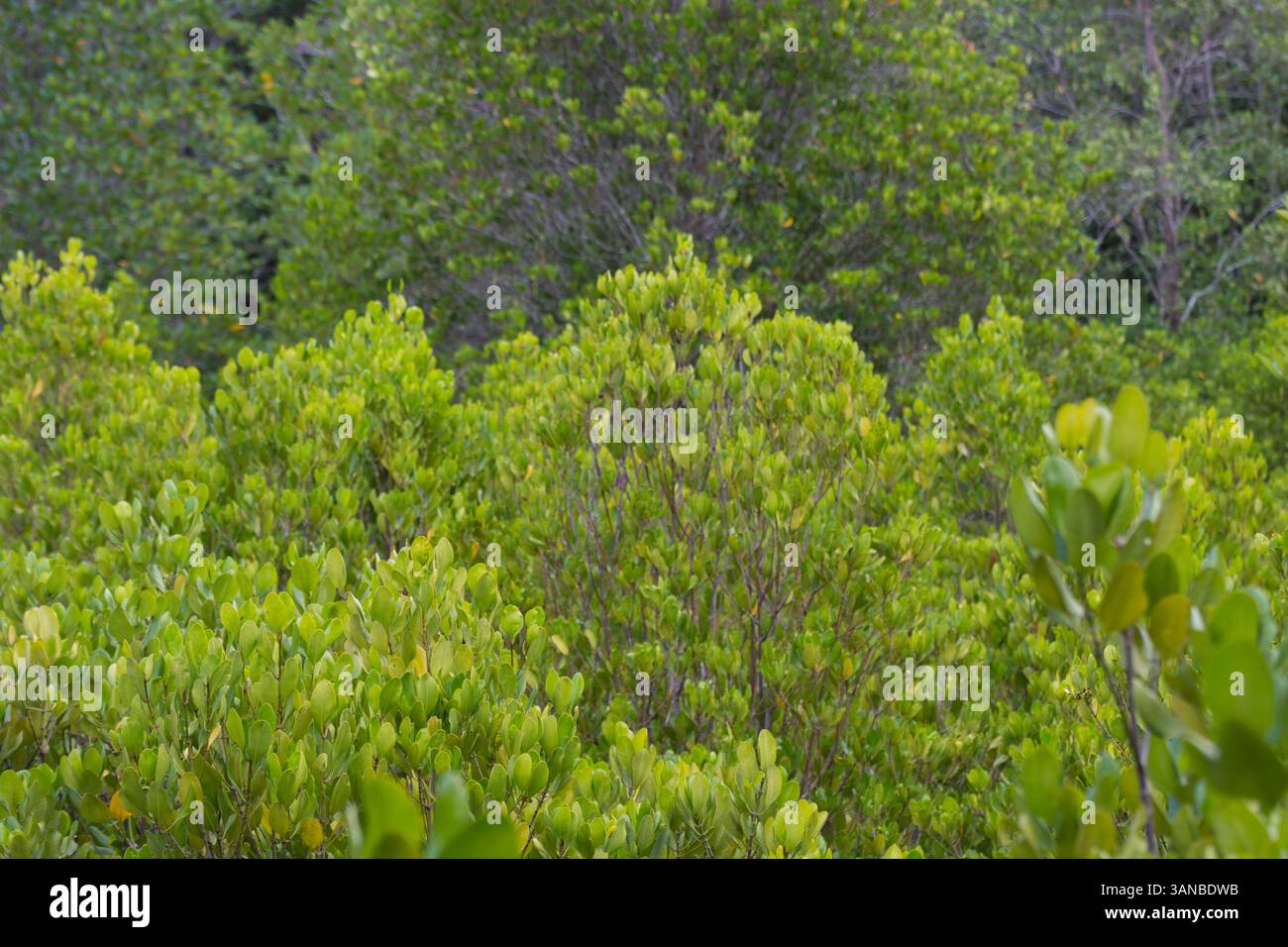 Mangrove forrest thung prong thong hi-res stock photography and images ...