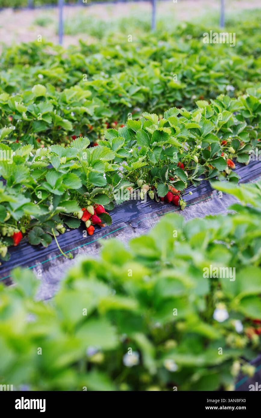 Oberkirch, Germany. 15th Apr, 2025. Ripe and unripe strawberries ...