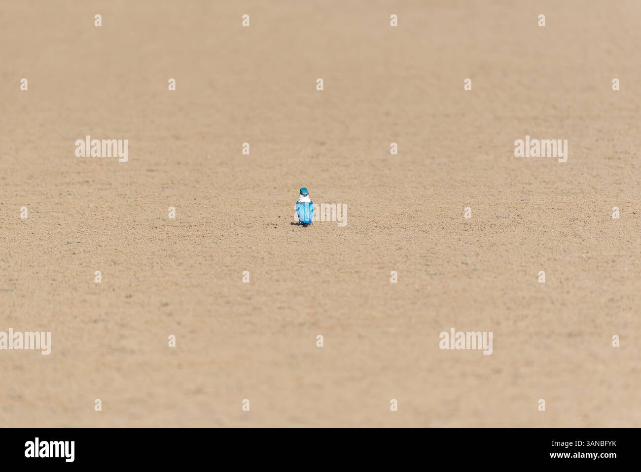 Bird (Collared kingfisher, White-collared kingfisher) blue color and ...