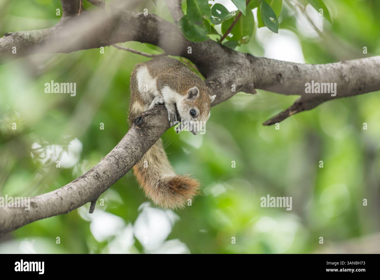 Squirrel is mammal animal and member of the family Sciuridae brown ...