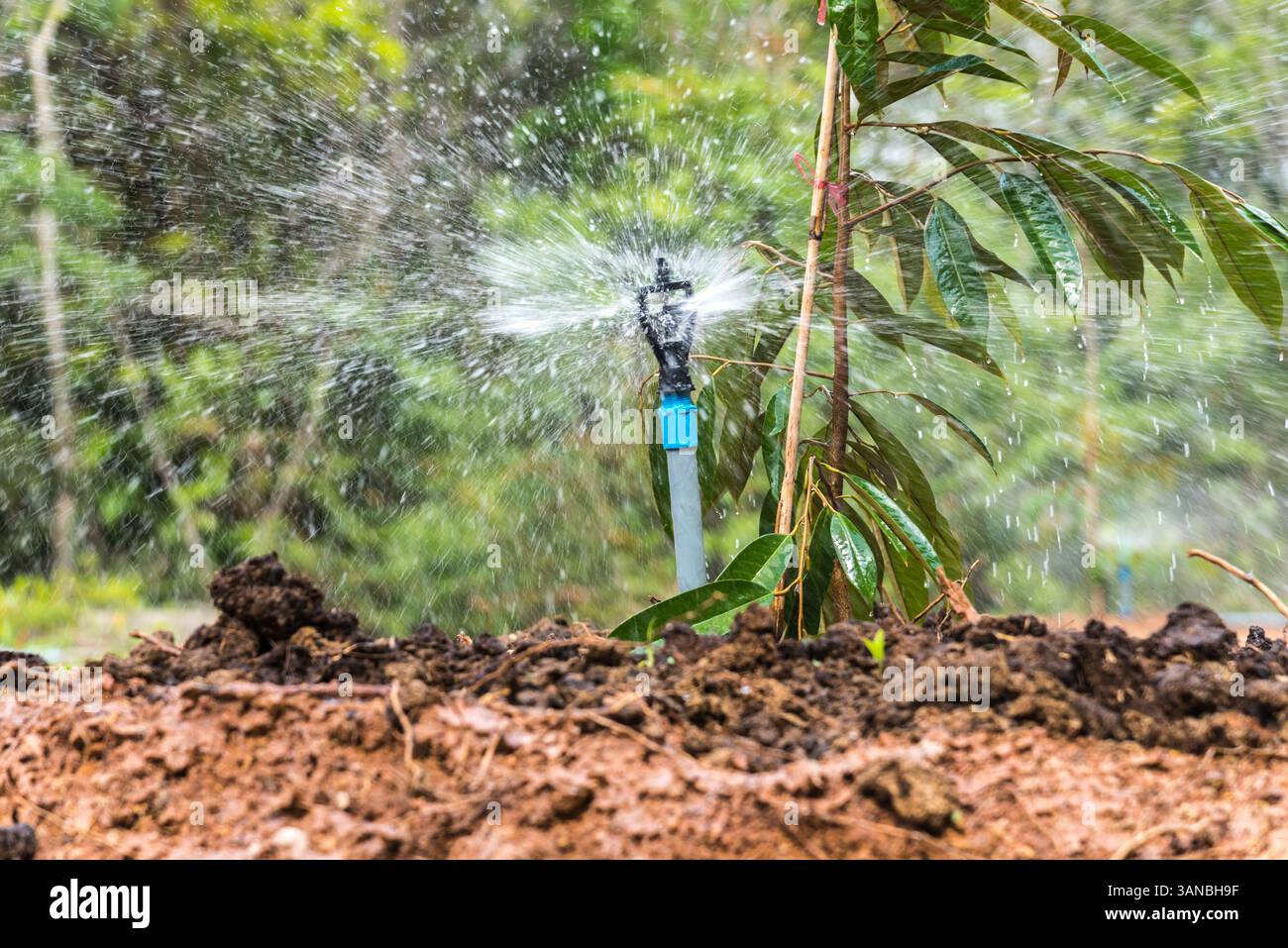 Watering by sprinkler on Durian seedling or sapling durian is a king of ...