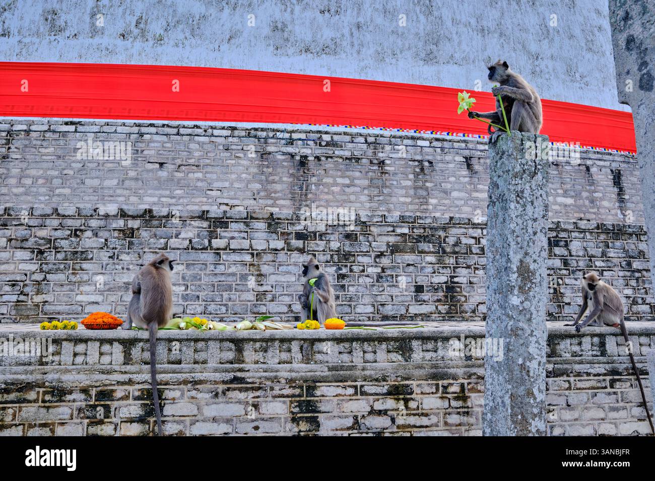 Sri Lanka, North Central Province, Anuradhapura, langur monkey eating ...
