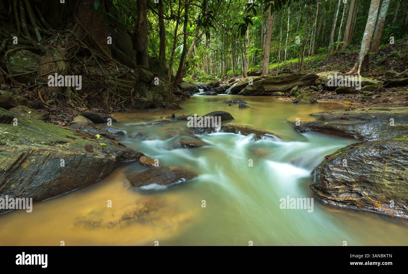 Clear stream flows gently through lush green forest with smooth rocks ...