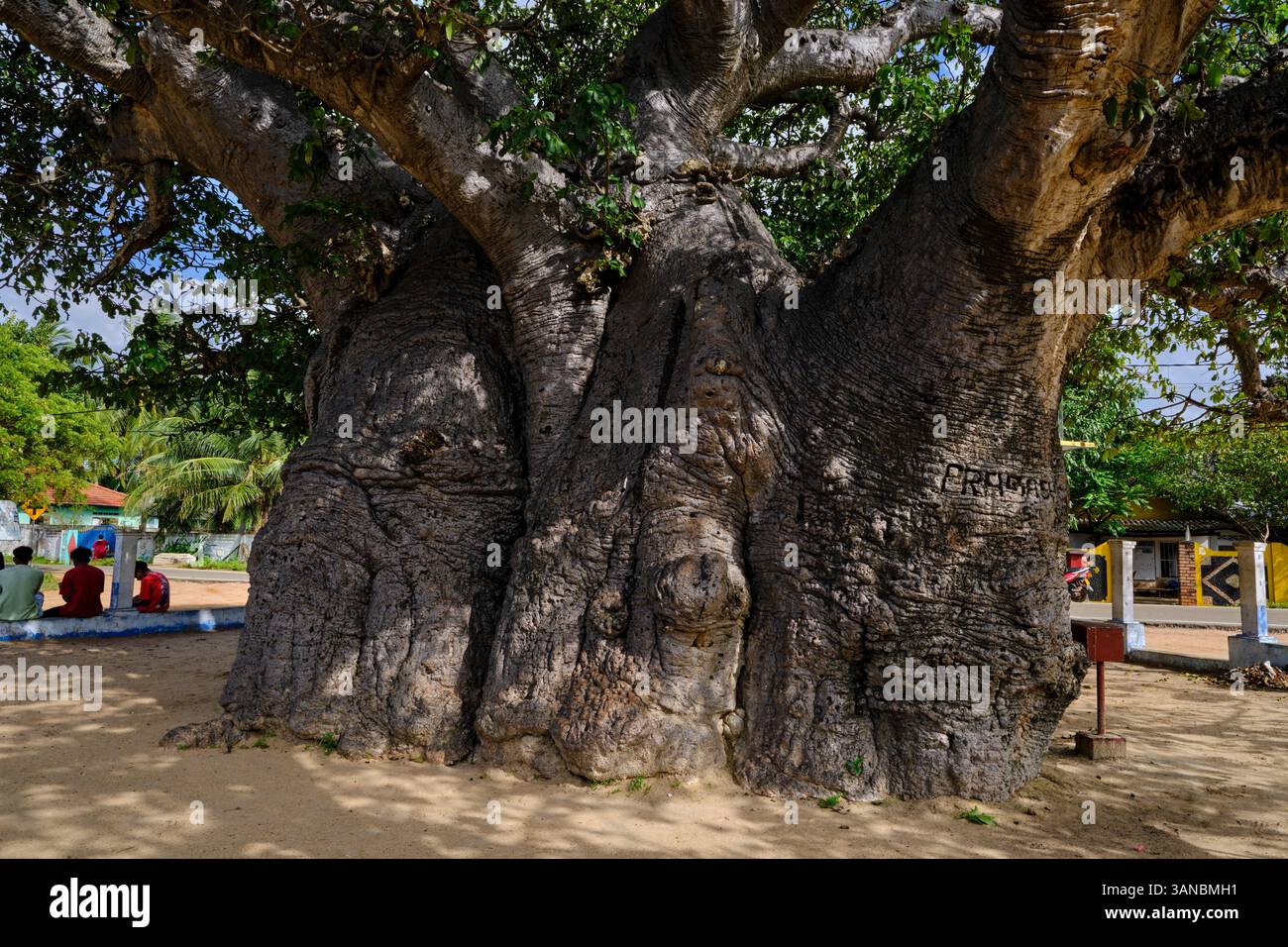 Sri Lanka, Northern Province, Mannar Island, Mannar Town, the 700-year-old Pallimunai Baobab ...
