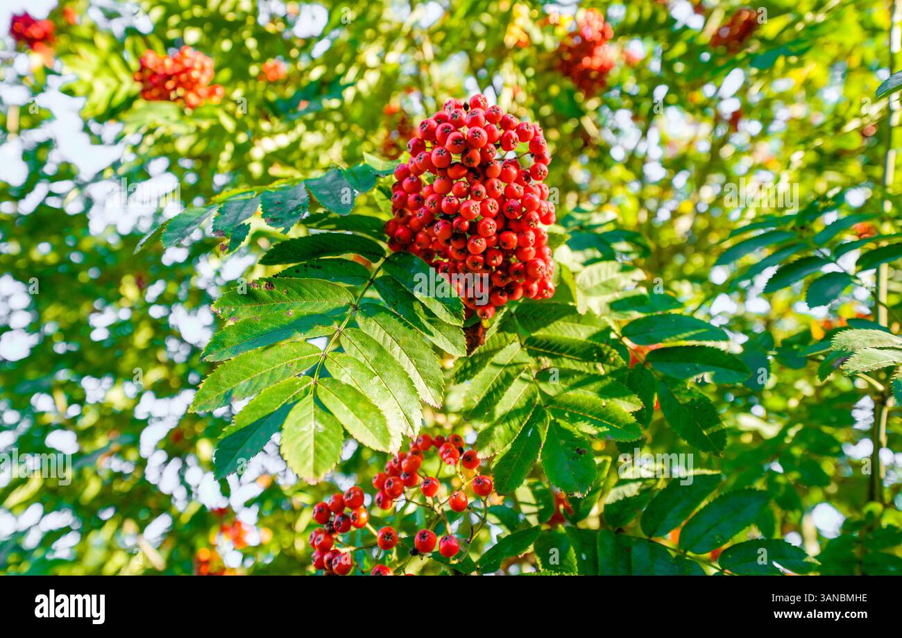 Rowan plant hi-res stock photography and images - Alamy
