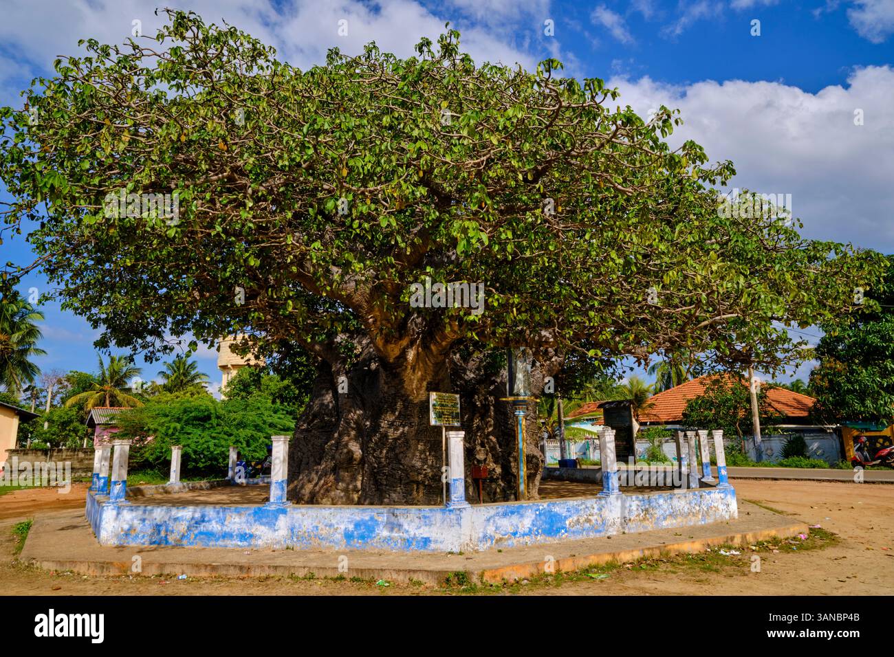 Sri Lanka, Northern Province, Mannar Island, Mannar Town, the 700 yeas ...