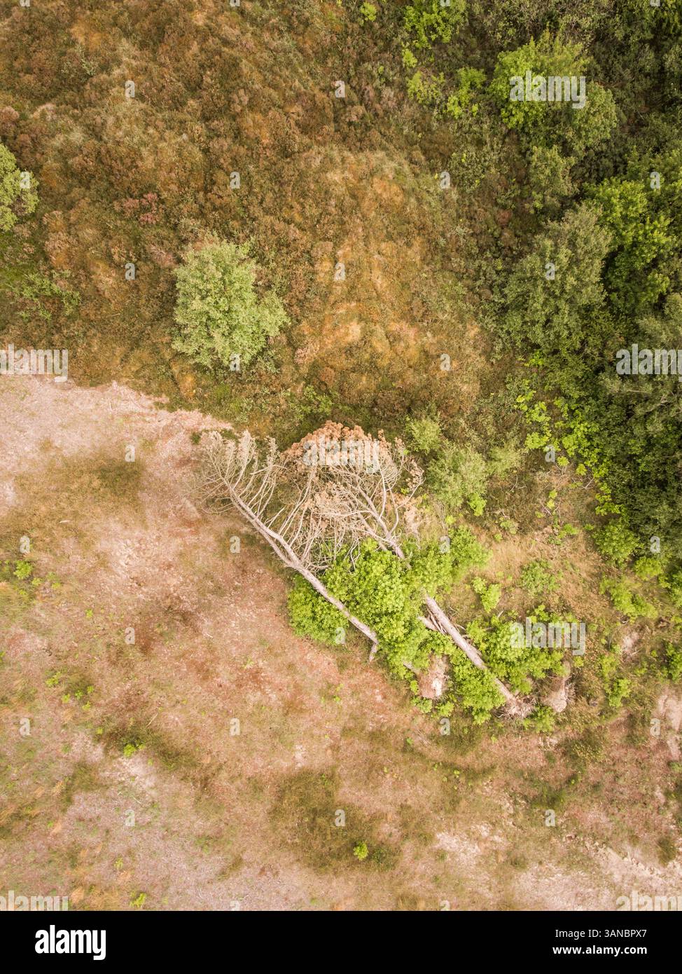 Aerial view of two dead trees lying on the ground in countryside of The ...