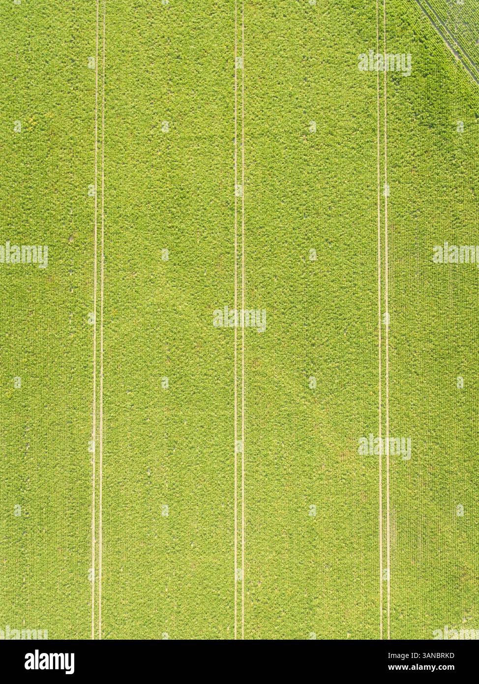 Aerial view of green field Stock Photo - Alamy