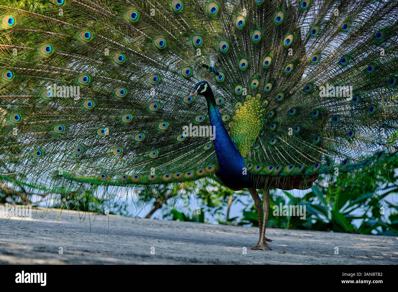 Sri Lanka, Eastern Province, Trincomalee, Koneswaram Kovil Hindu Temple ...