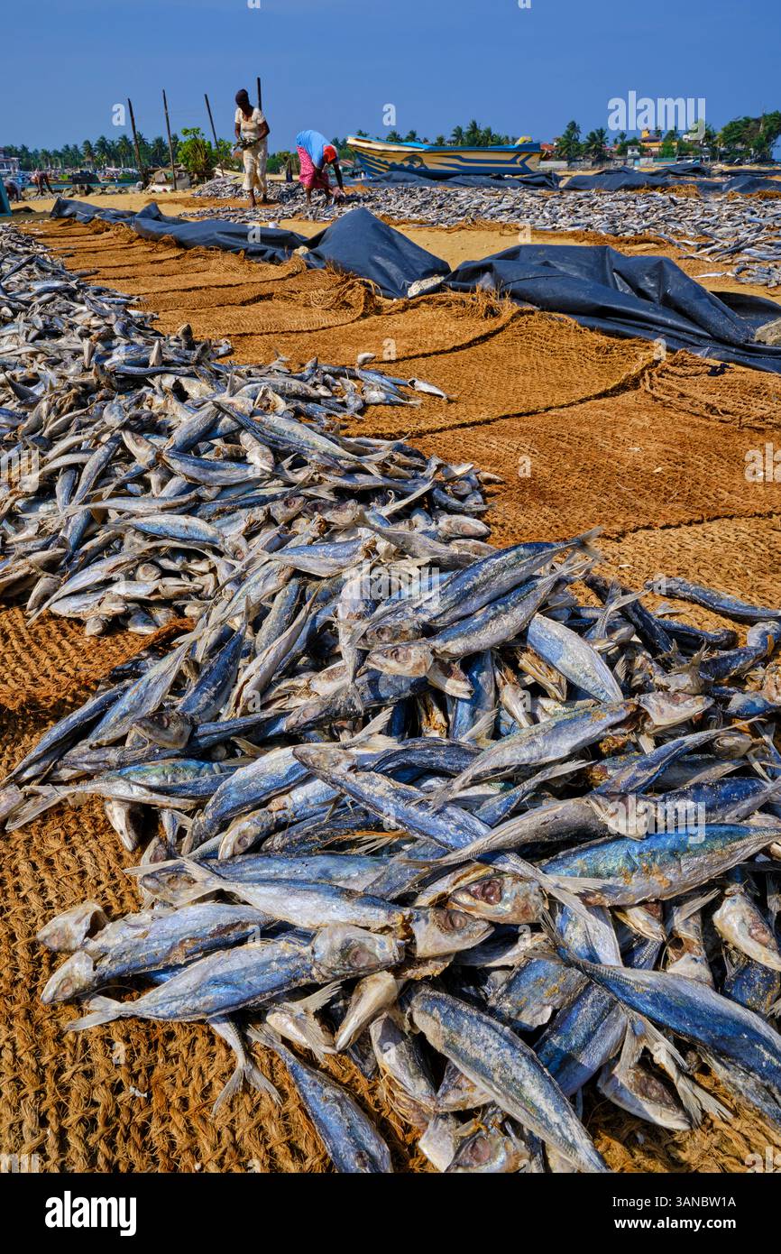Sri Lanka, Western Province, Gampaha District, Negombo, fishing village ...