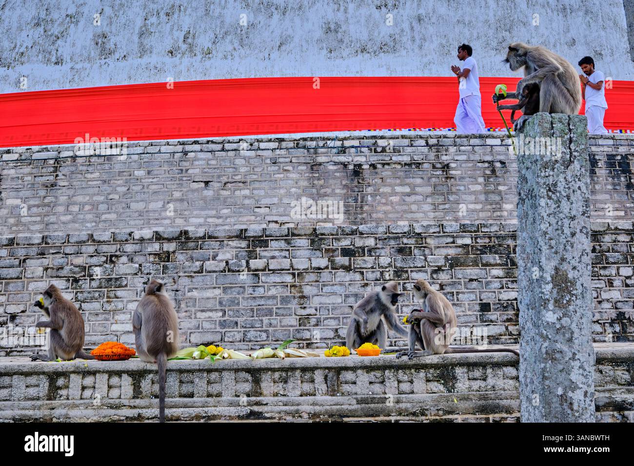 Sri Lanka, North Central Province, Anuradhapura, langur monkey eating ...