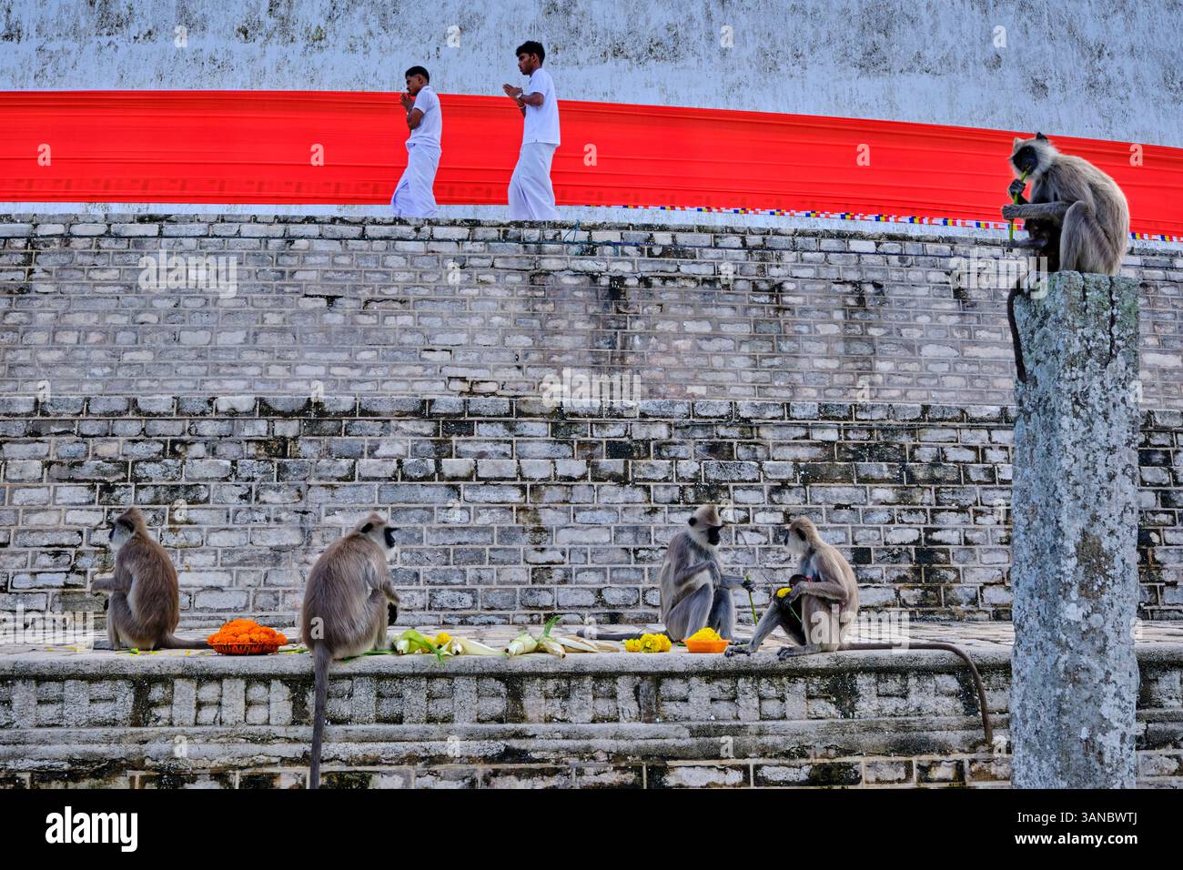 Sri Lanka, North Central Province, Anuradhapura, langur monkey eating ...