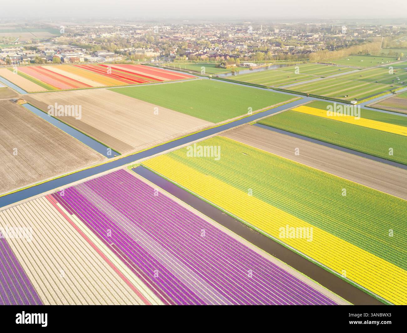 Aerial view of amazing colorful blossoming flower fields in Lisse ...