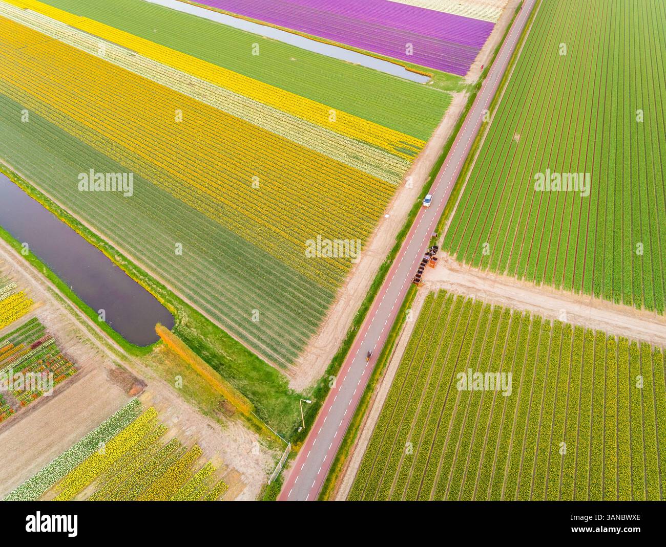 Aerial view of asphalt road surrounded by beautiful colorful tulip ...