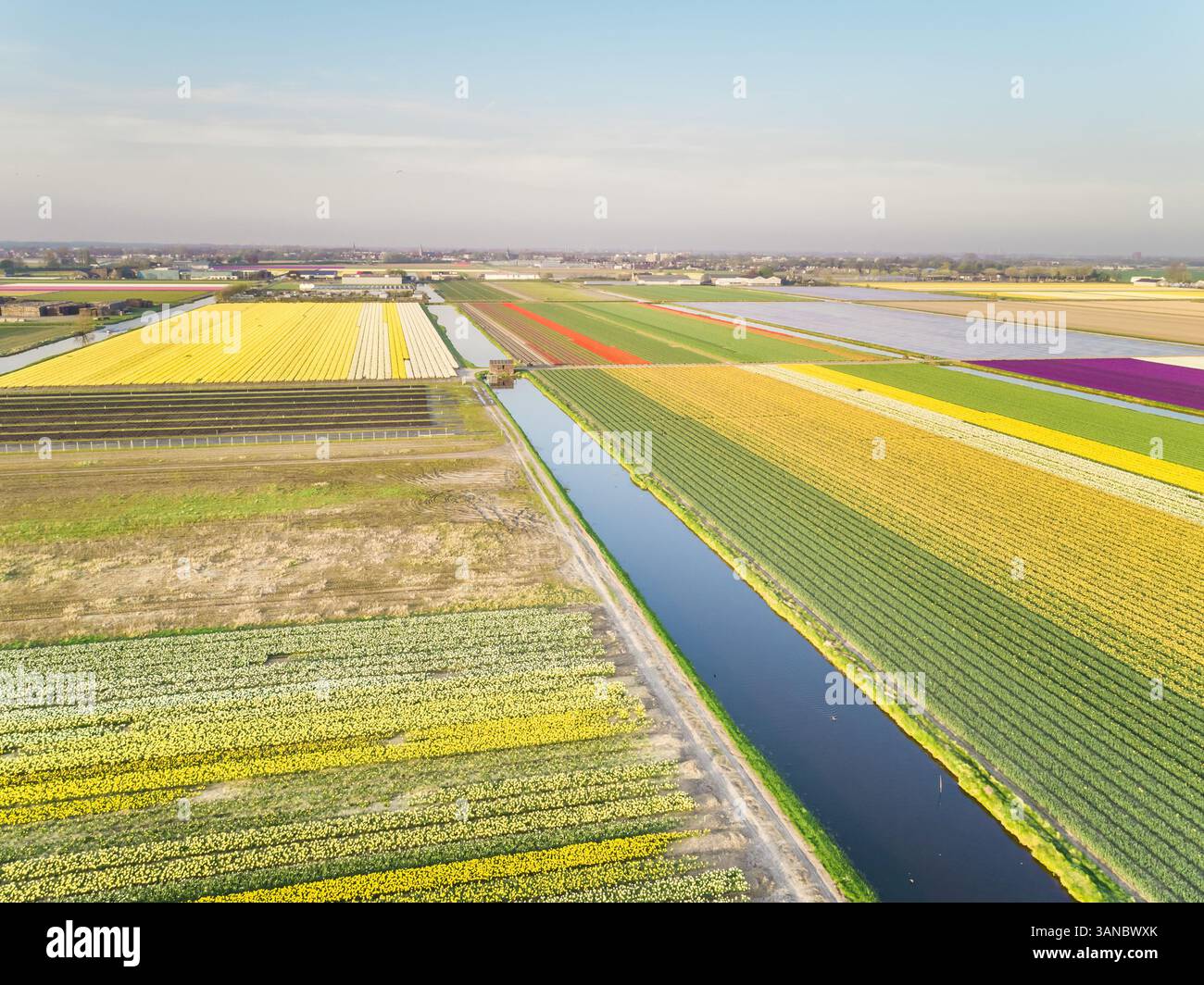 Aerial view of beautiful colorful tulip fields in Lisse, Netherlands ...