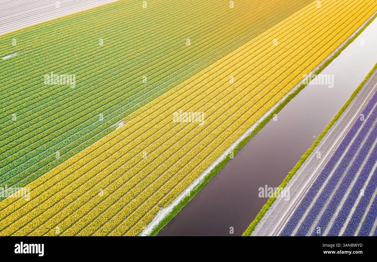 Aerial view of canal among beautiful Keukenhof tulip fields in Lisse ...
