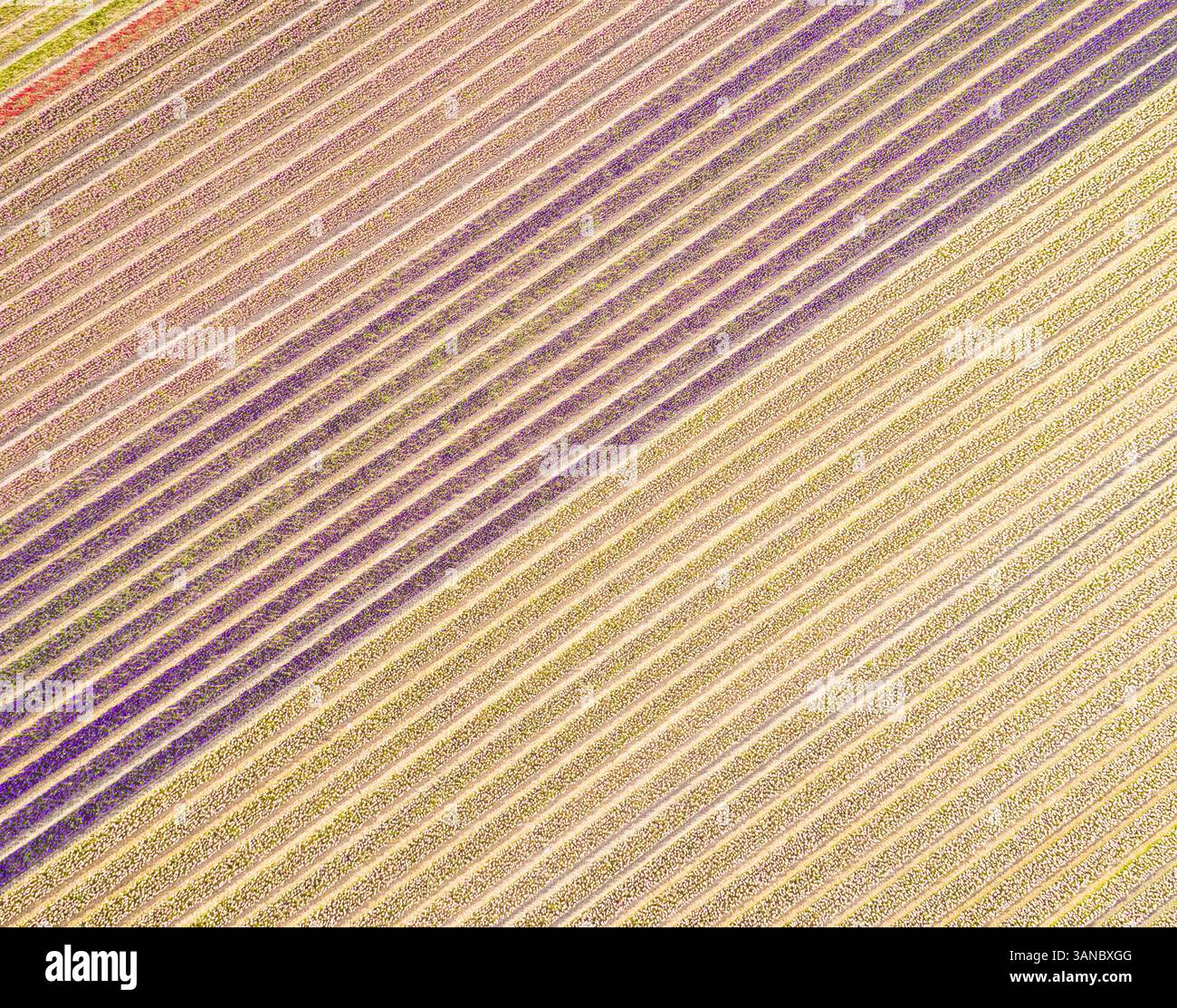 Aerial view of amazing flower fields in Lisse, Netherlands Stock Photo ...