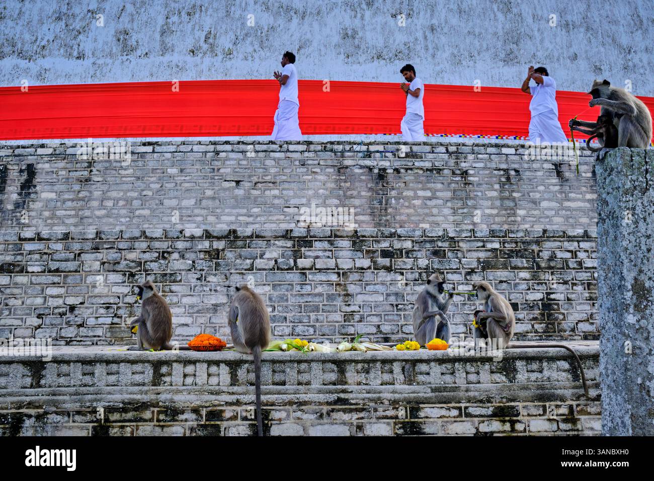 Sri Lanka, North Central Province, Anuradhapura, langur monkey eating ...