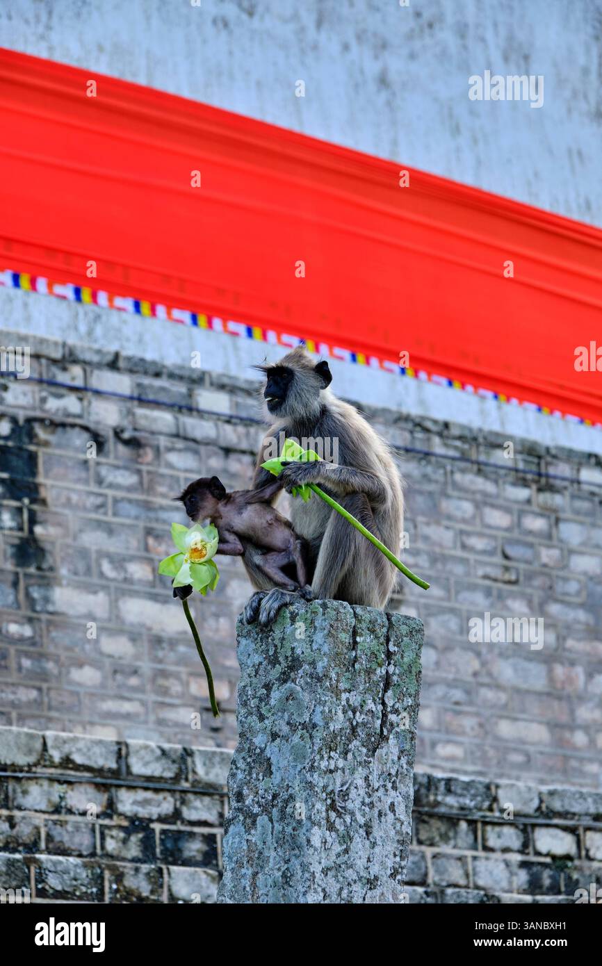 Sri Lanka, North Central Province, Anuradhapura, langur monkey eating ...