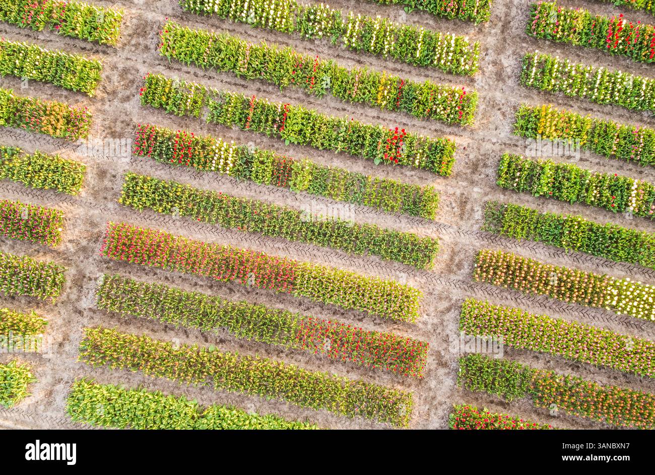 Aerial view of rows of beautiful bulb flowers in tulip fields in Lisse ...