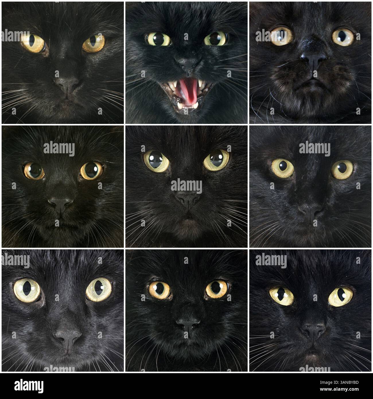 Cats picture Cut Out Stock Images & Pictures - Alamy