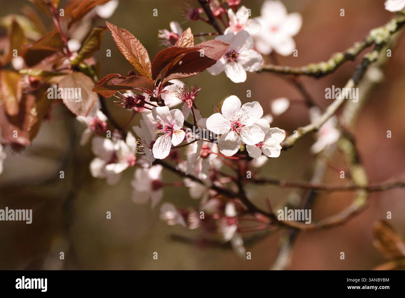 Cherry plum blossoms on a purple leaf cherry plum tree during some ...