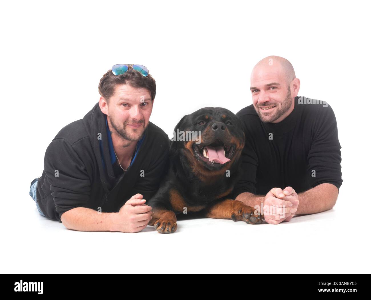 purebred rottweiler and man in front of white background Stock Photo ...