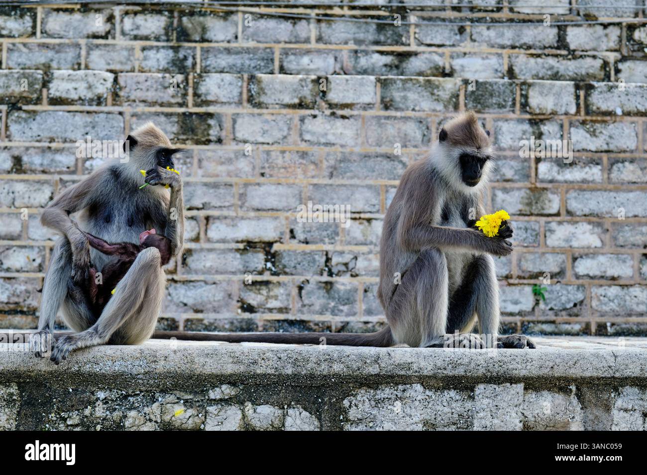 Sri Lanka, North Central Province, Anuradhapura, langur monkey eating ...