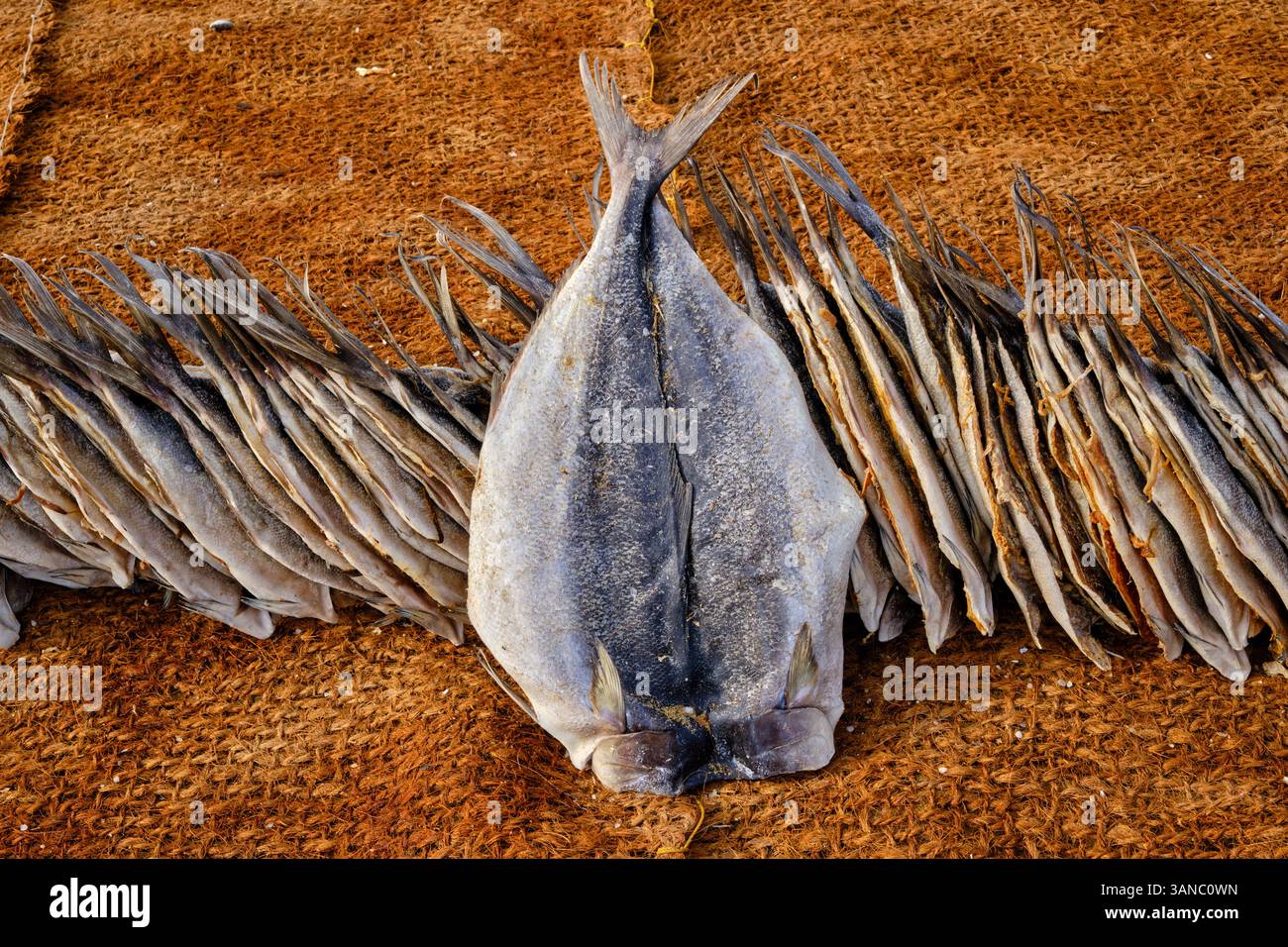 Sri Lanka, Western Province, Gampaha District, Negombo, fishing village ...