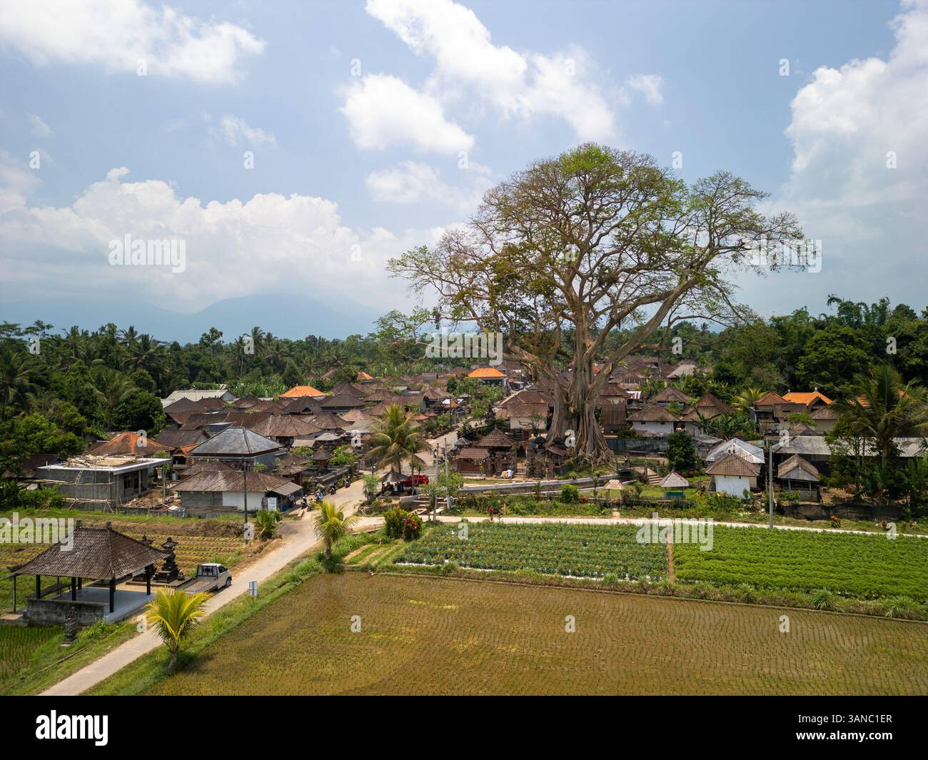 Aerial view of traditional village surrounded by lush rice fields and ...