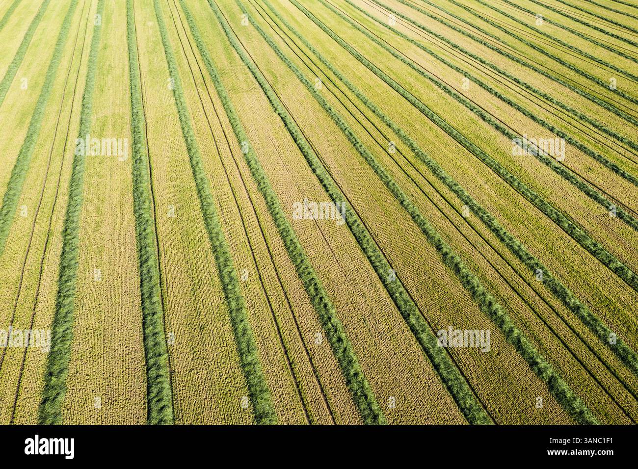 Aerial view of yellow field with green stripe, in Lower-Austria, Vienna ...