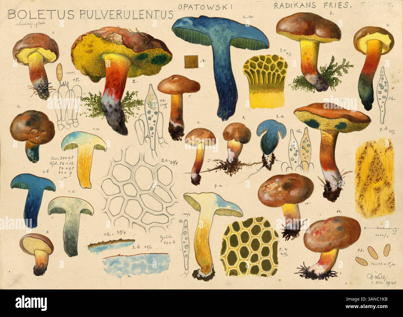 Pilz, Pilze, Boletus pulverulentus, Xerocomus pulverulentus, syn ...