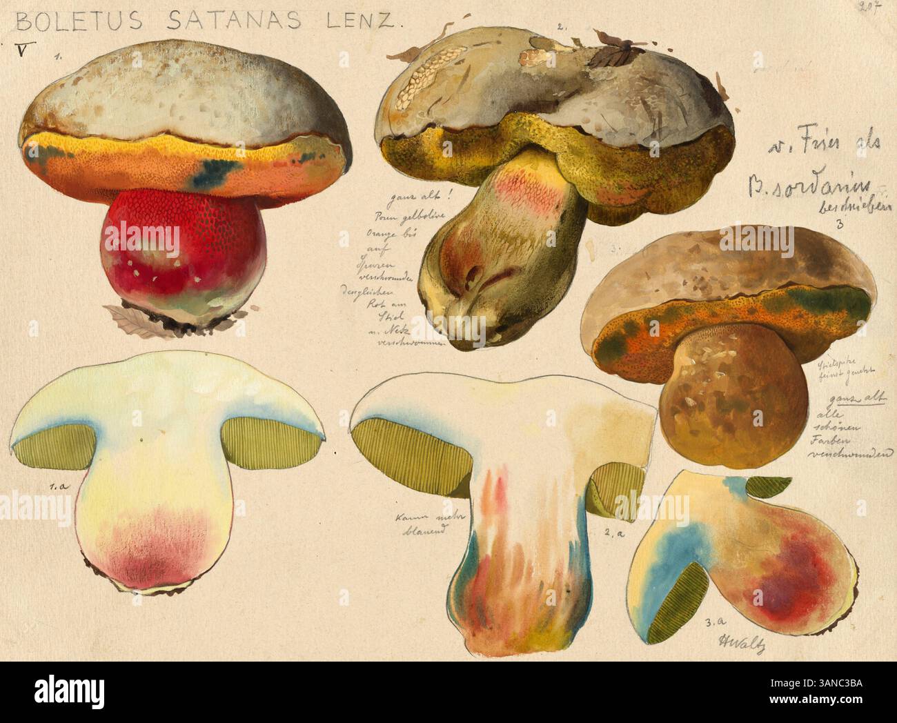 Pilz, Pilze, Satans-Röhrling, Rubroboletus satanas, Syn. Boletus ...