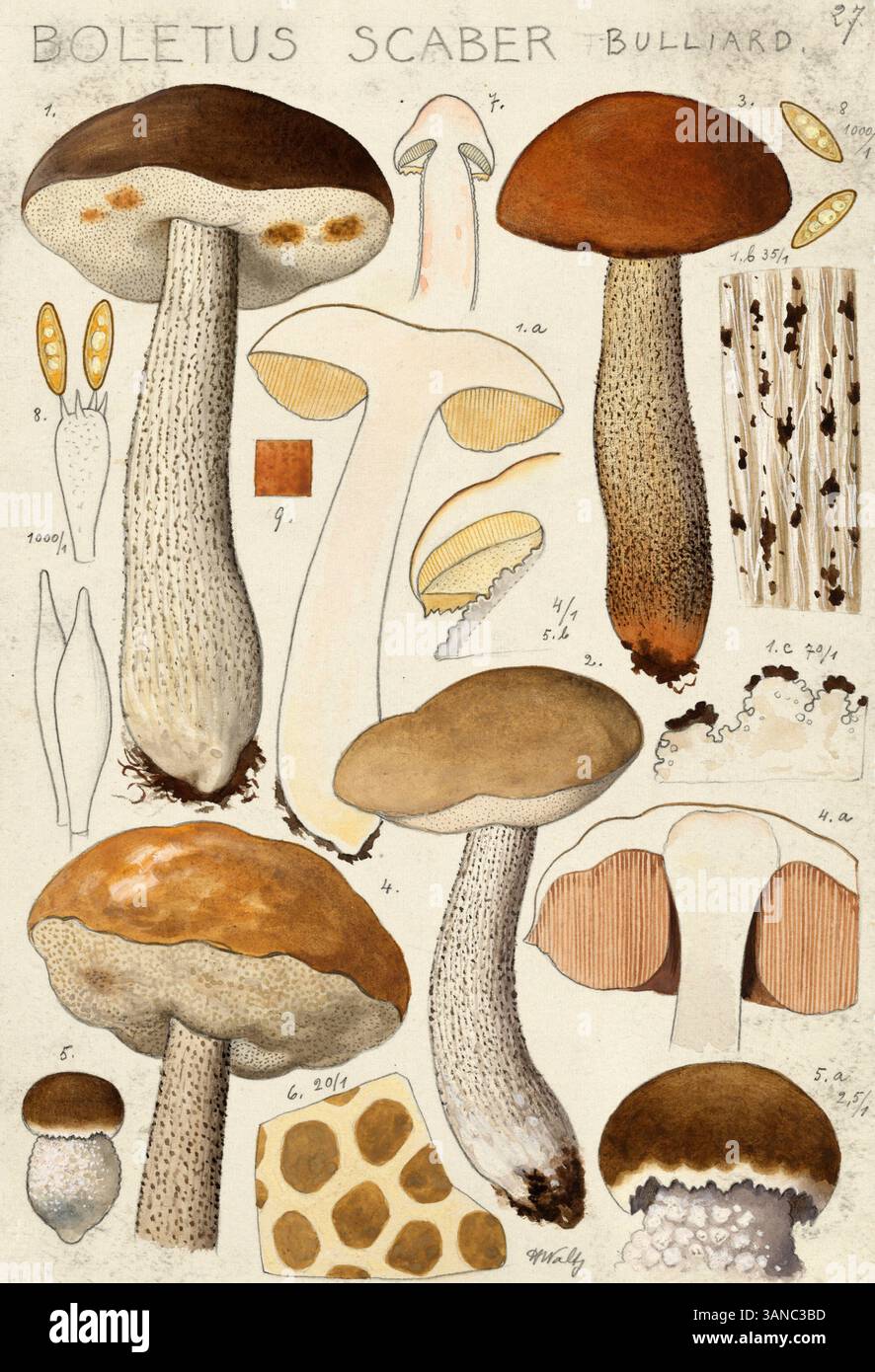 Pilz, Pilze, Gemeiner Birkenpilz, Boletus scaber oder Krombholzia ...