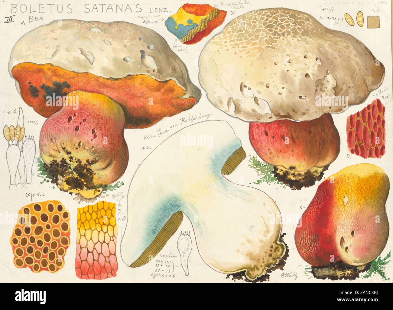 Pilz, Pilze, Satans-Röhrling, Rubroboletus satanas, Syn. Boletus ...