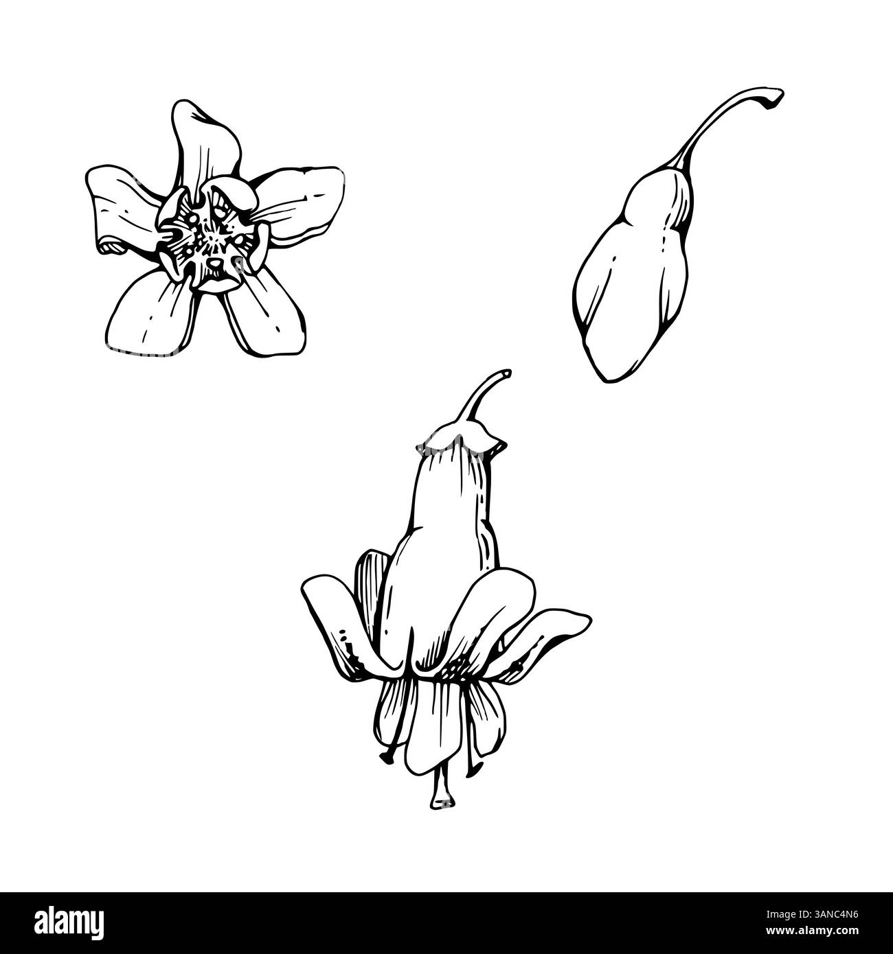 Gooseberry lily flower bud on stalk stem, fuchsia wildflower ...