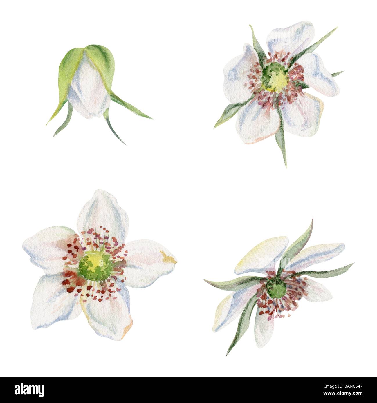 Early spring flower buds, cherry sakura apple blossom, hand drawn in ...