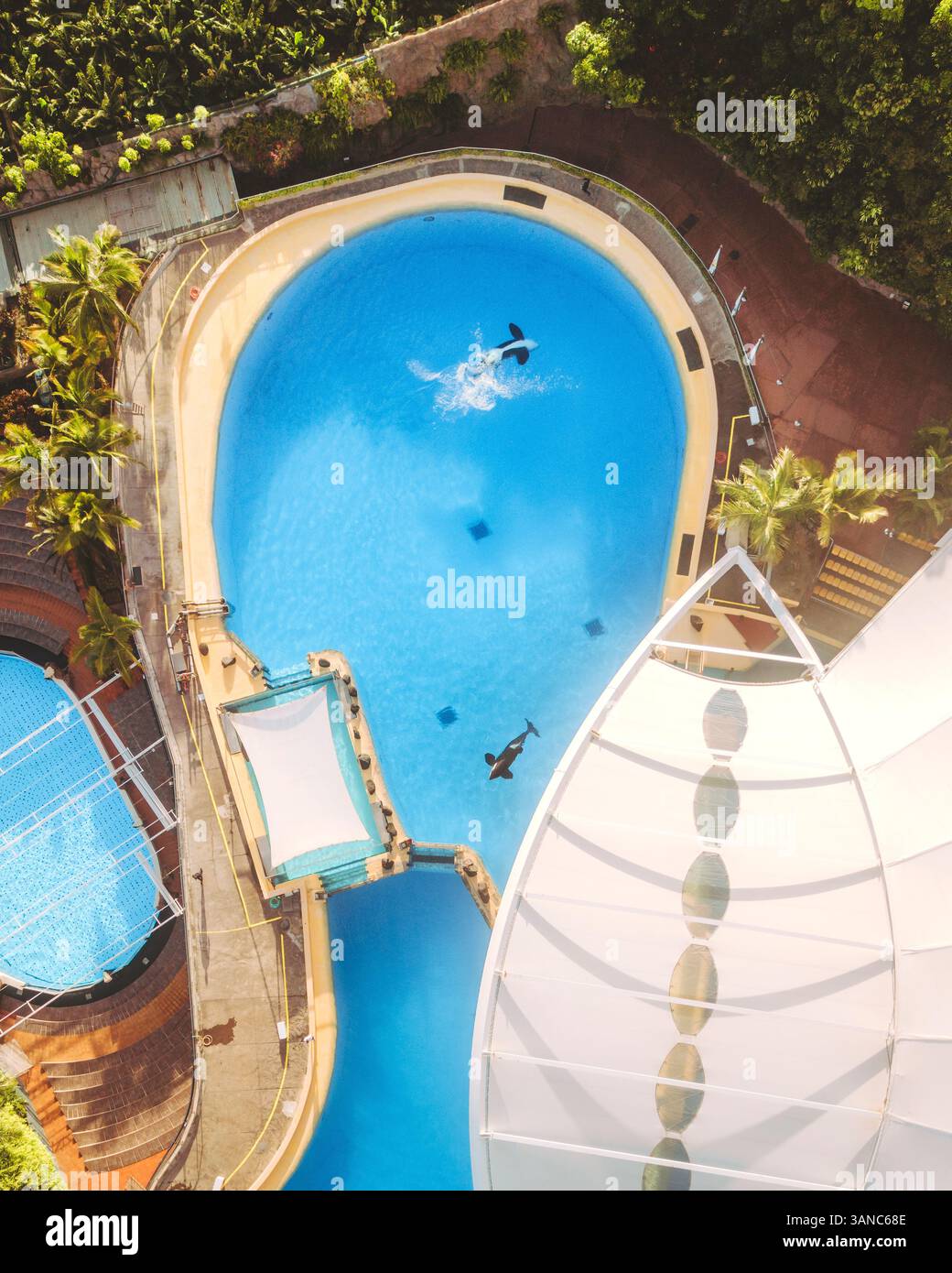 Aerial view of orcas swimming in a blue pool surrounded by tropical palm trees, Puerto la Cruz ...
