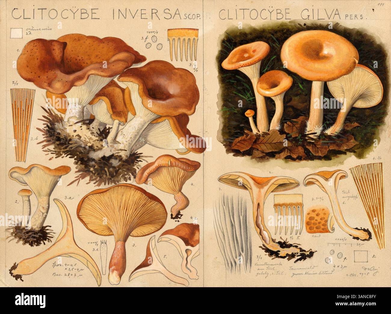 Pilz, Pilze, Clitocybe flaccida, Lepista inversa, Fuchsroter ...